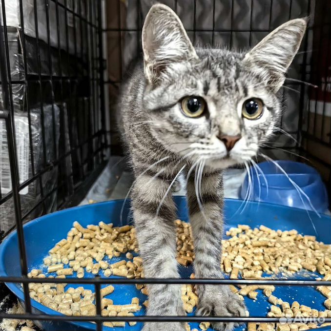 Котёнок окраса вискас