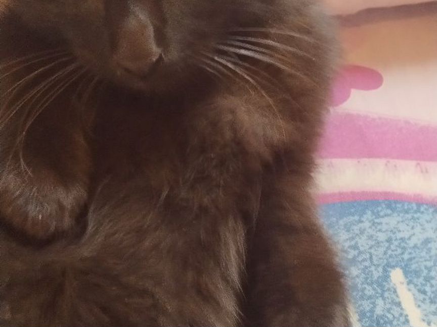 Котята в добрые руки ласковые ко всему приучены