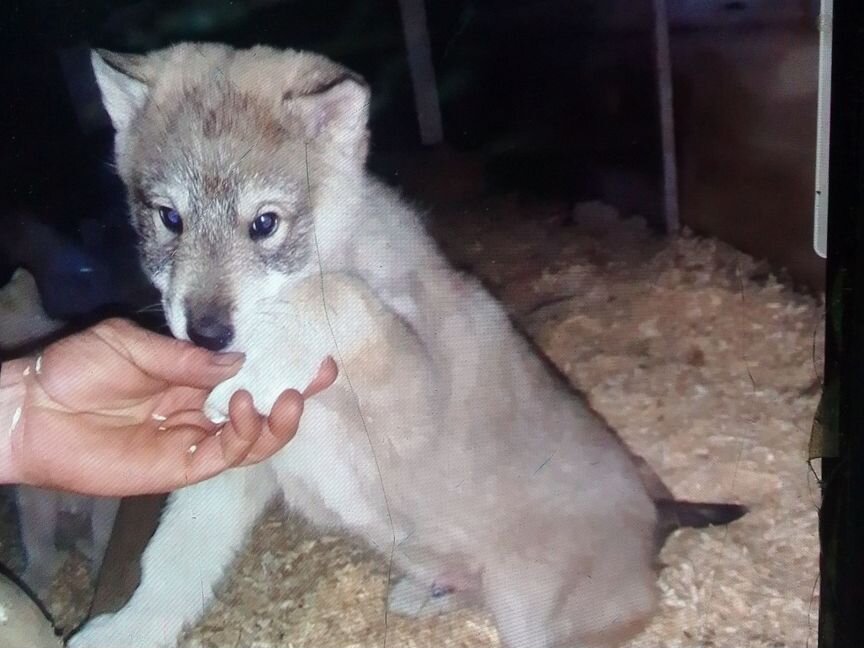 Щенки лайки зсл