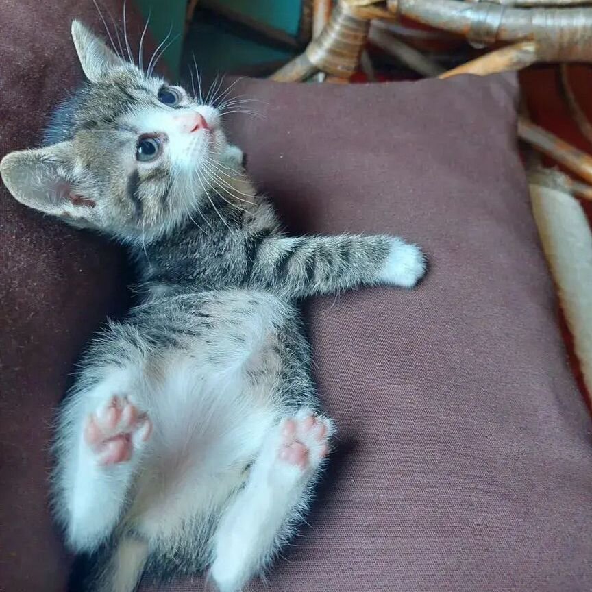 Котёнок в добрые руки