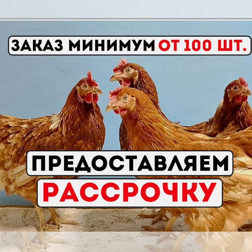 Куры доминант напрямую от производителя с доставкой