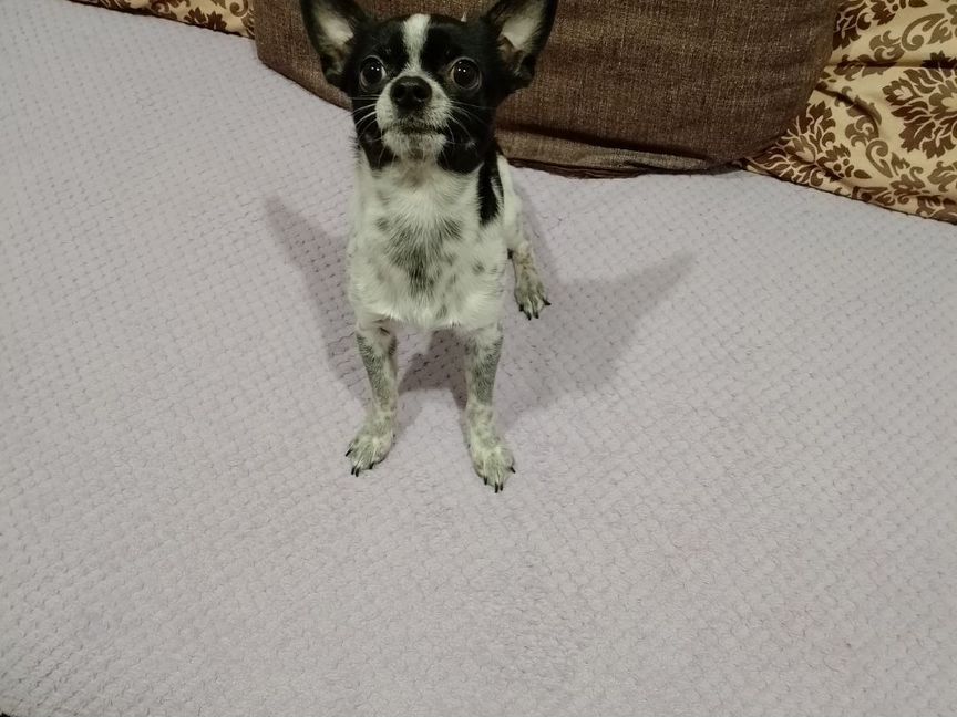 Вязка чихуахуа мальчик