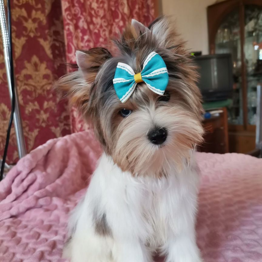 Красотки эксклюзивные йорки