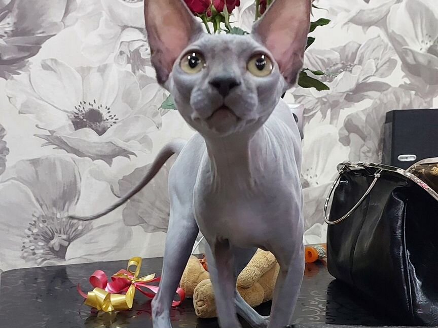 Канадский сфинкс котенок бесплатно