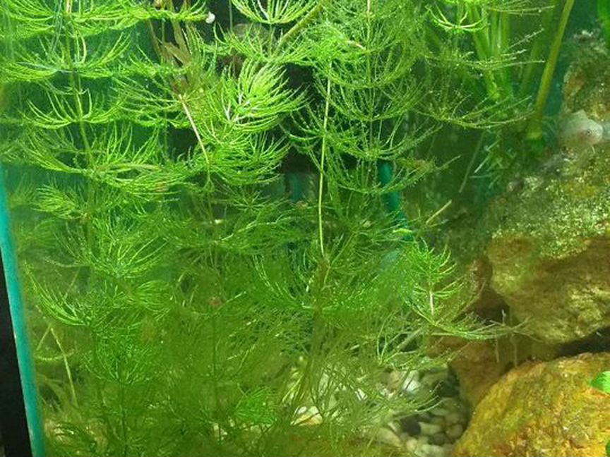 Аквариумное растение