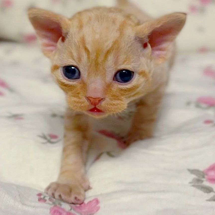 Девон-рекс котёнок