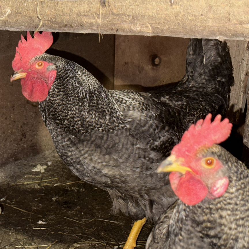 Петухи породистые