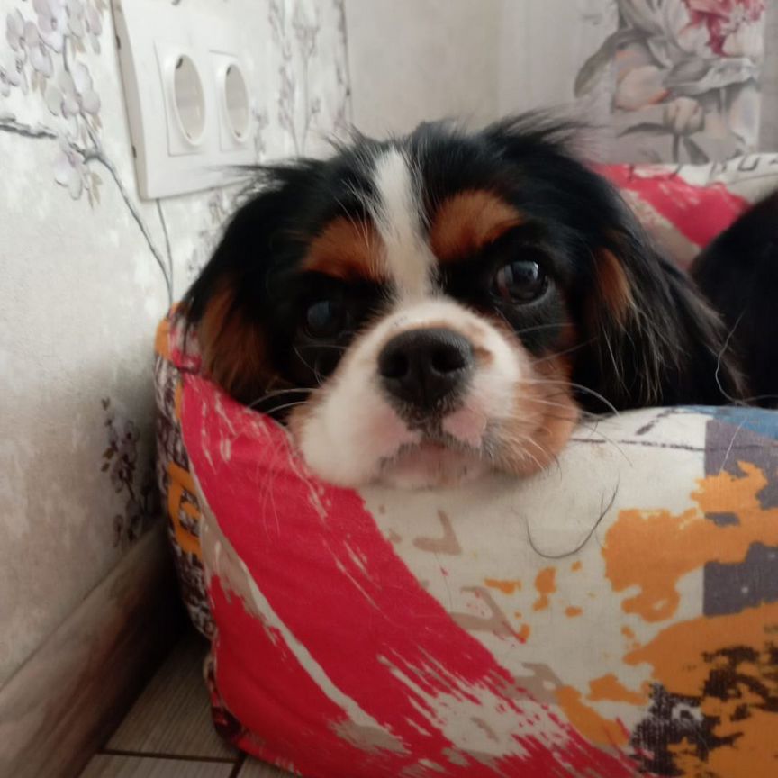 Кавалер кинг чарльз спаниель триколор