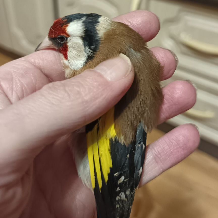 Деревянная клетка для птиц