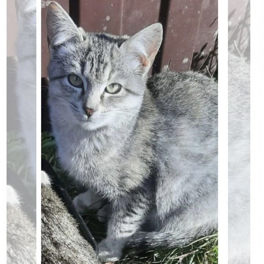 Кошечка на даче одна замерзает