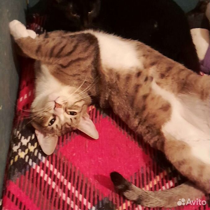 Ласковый котенок мальчик 10 месяцев