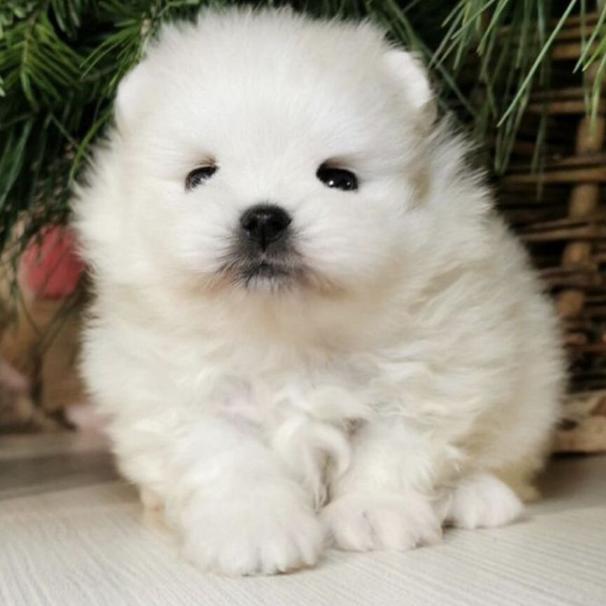 Померанский шпиц, щенок