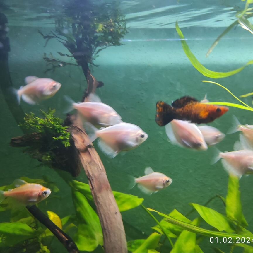 Рыбки тернеция