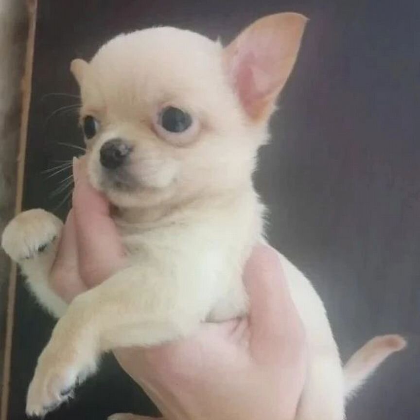 Чихуахуа, щенок