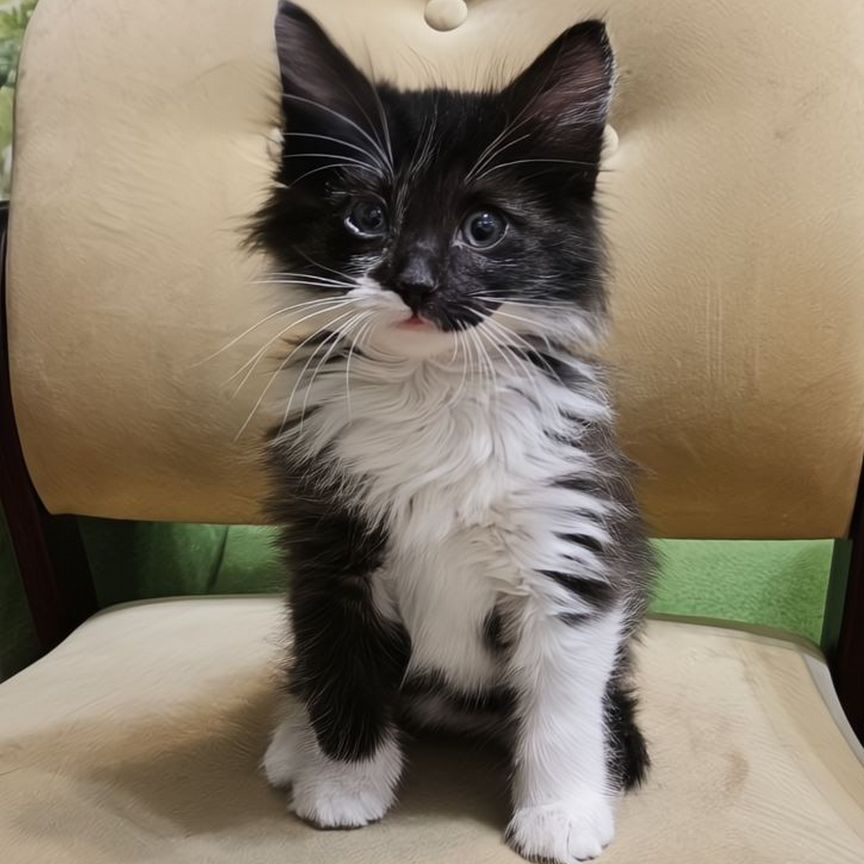 Котёнок в добрые руки