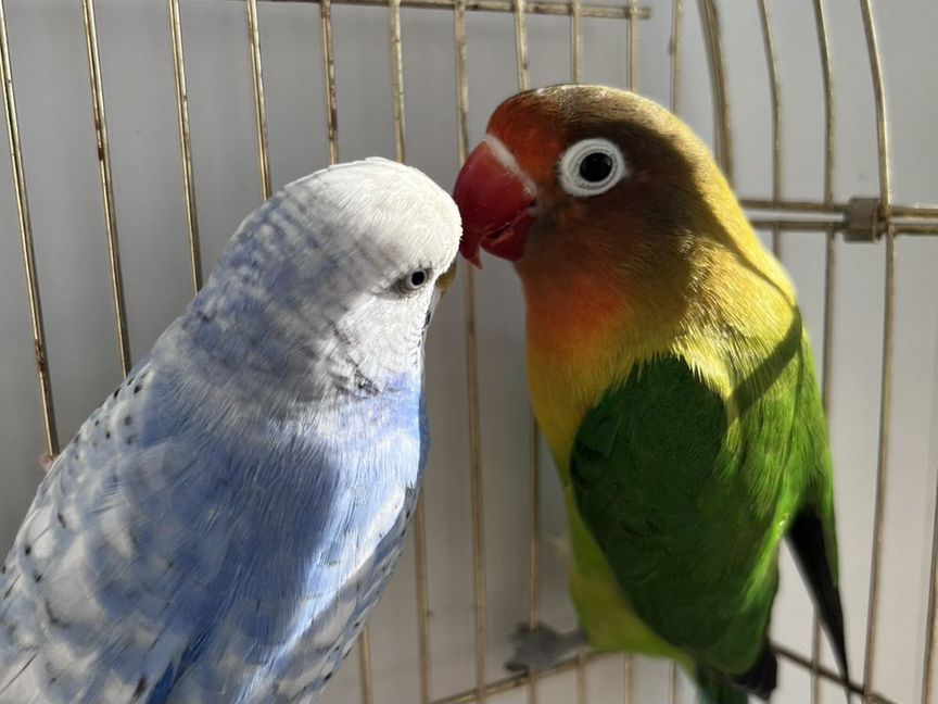 Попугай неразлучник и волнистый с клеткой