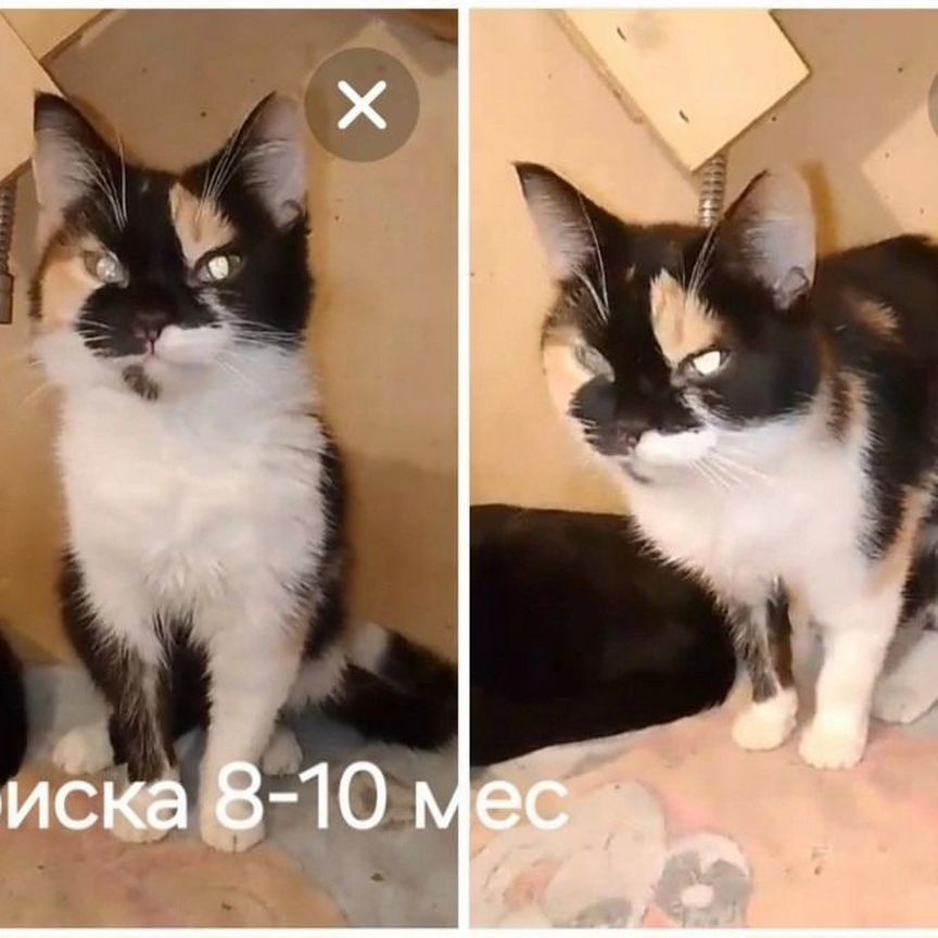 Кошечка подросток