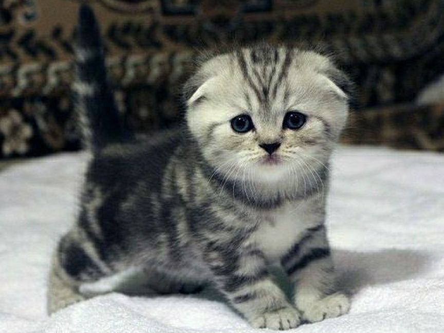 Мраморные медвежата