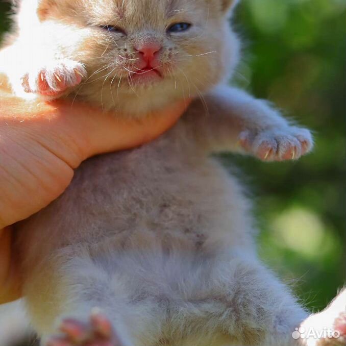 Котик окраса Фавн