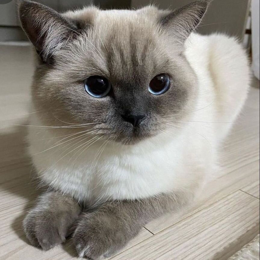 Шотландская кошечка на вязку