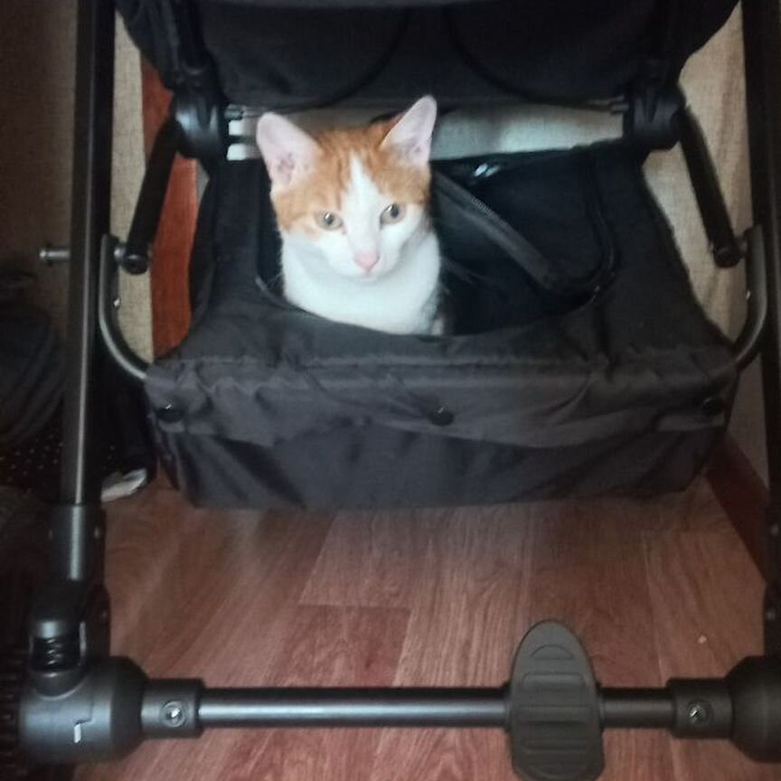Котик в добрые руки