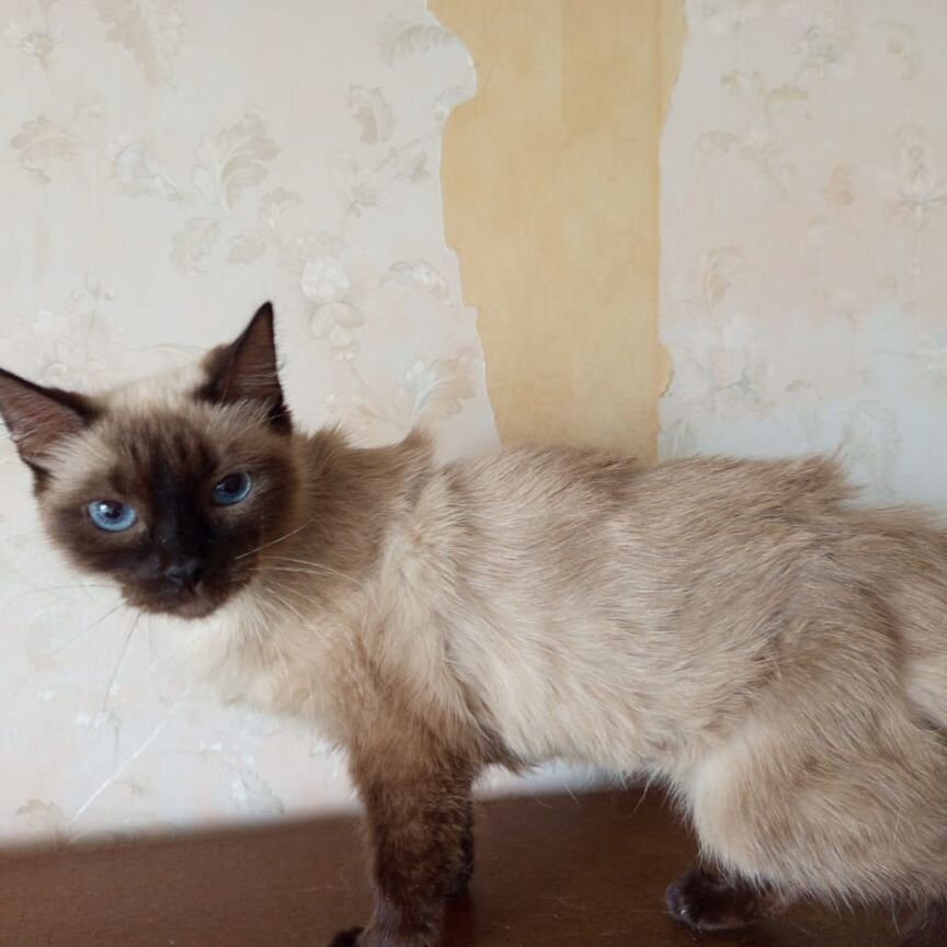 Кошки в добрые руки