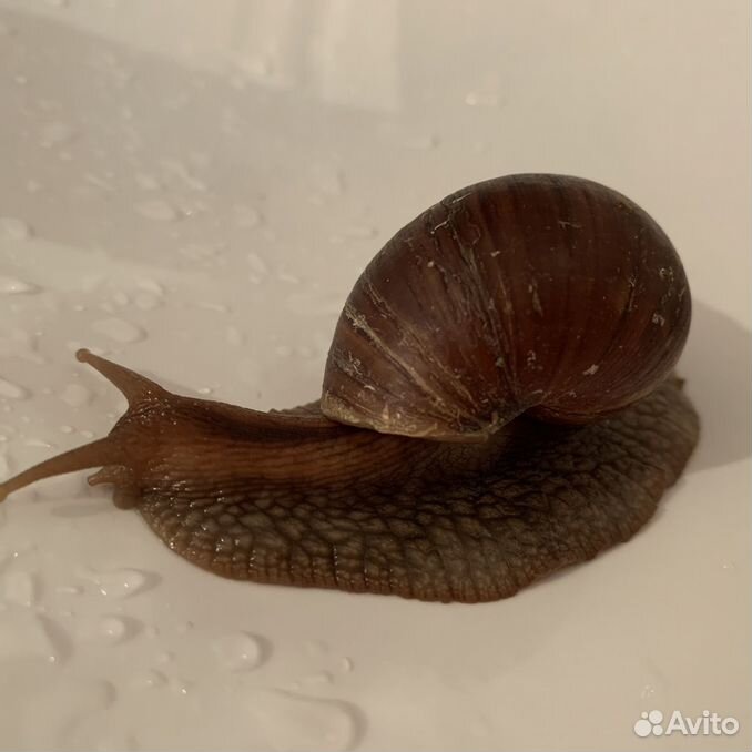 Улитки ахатины бесплатно