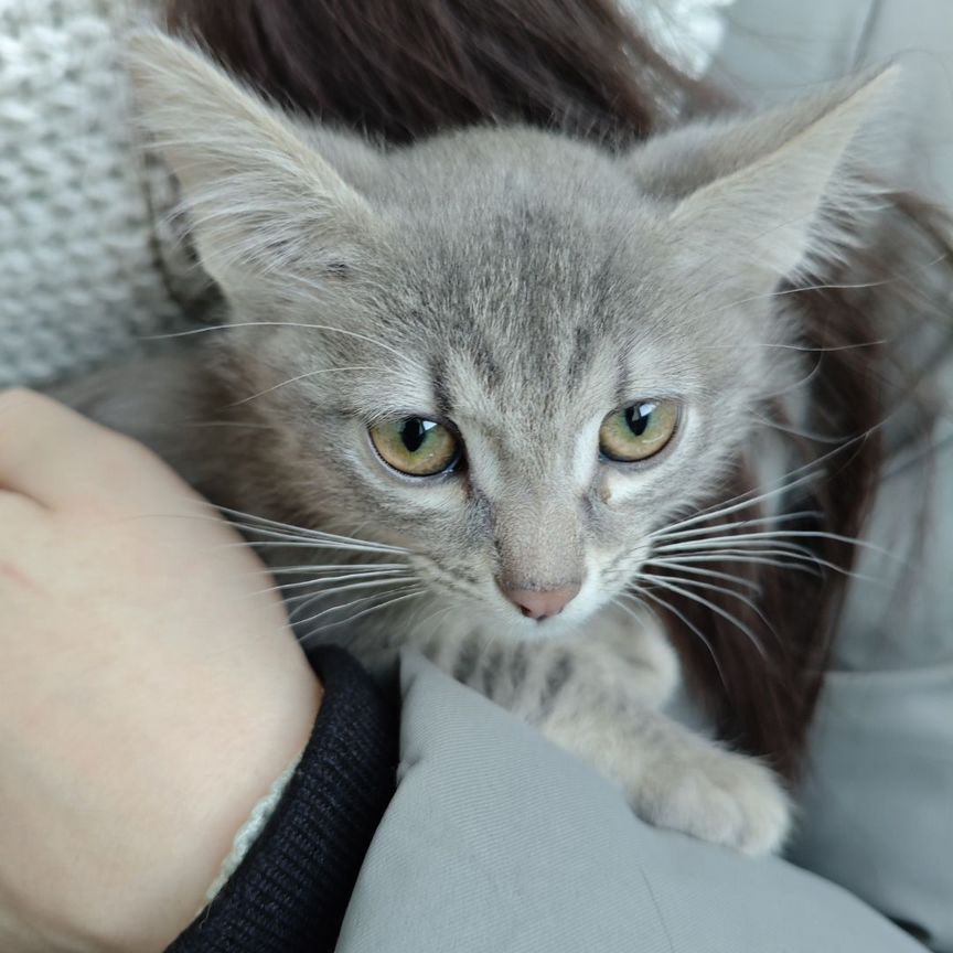 Котёнок Мальчик