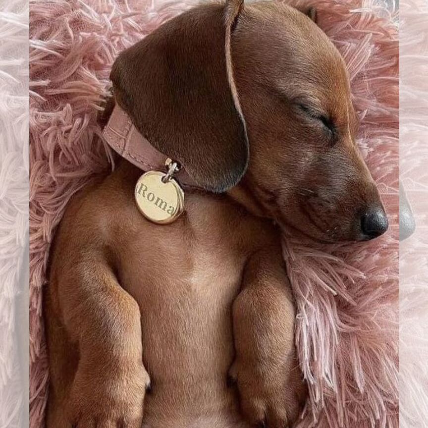 Такса, щенок