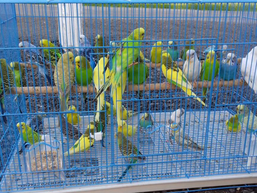 Попугаи волнистые