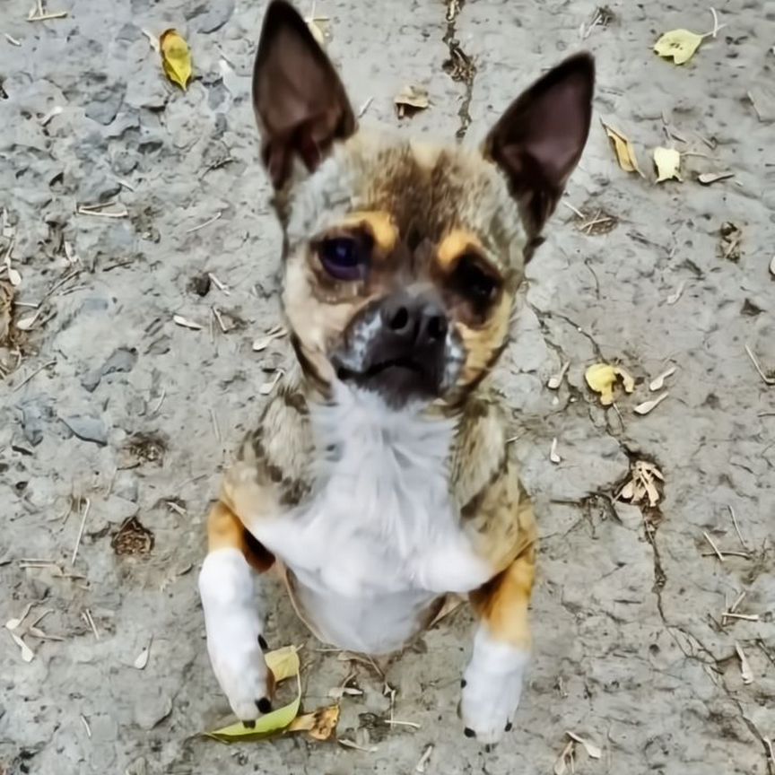 Взрослый пёс в добрые руки