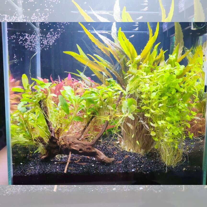 Аквариумные растения