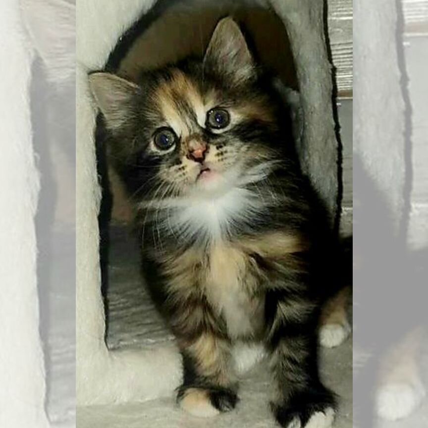 Курильский бобтейл длинношёрстный котёнок