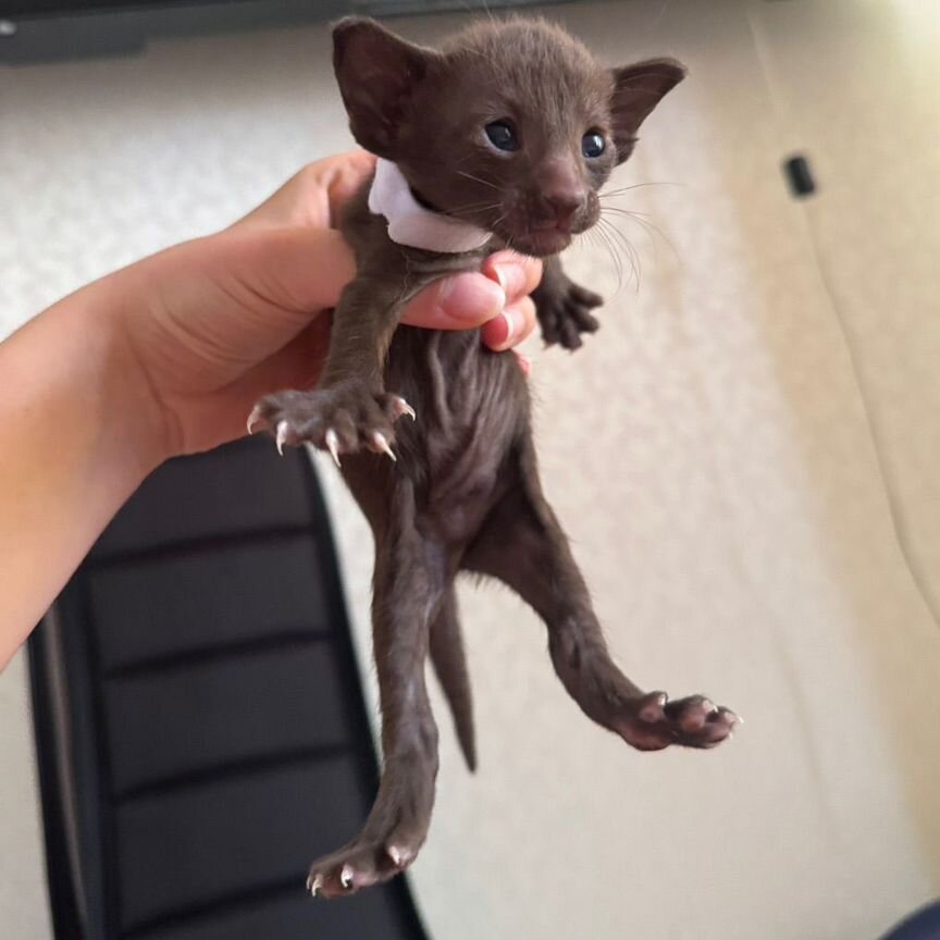 Ориентальный котёнок