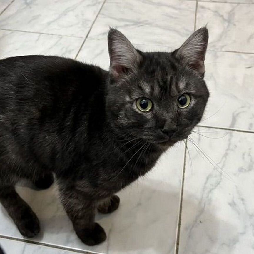 Котик в добрые руки