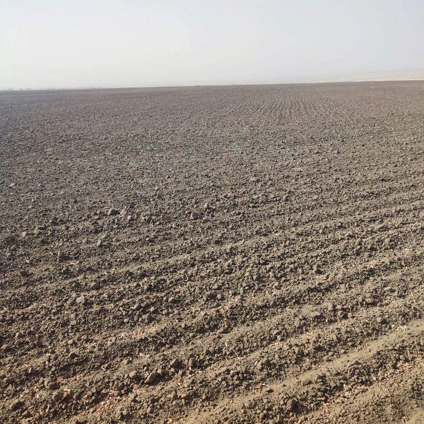 Семена озимой пшеницы Антонина