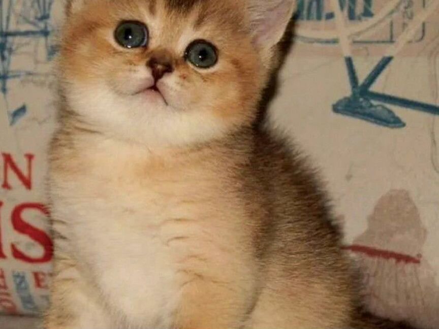 Шотландские золотые котята беби-фейс