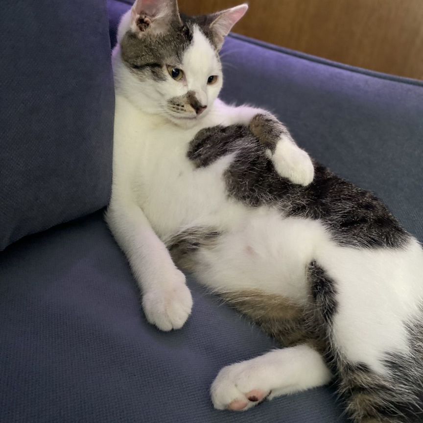 Ласковый игривый котенок
