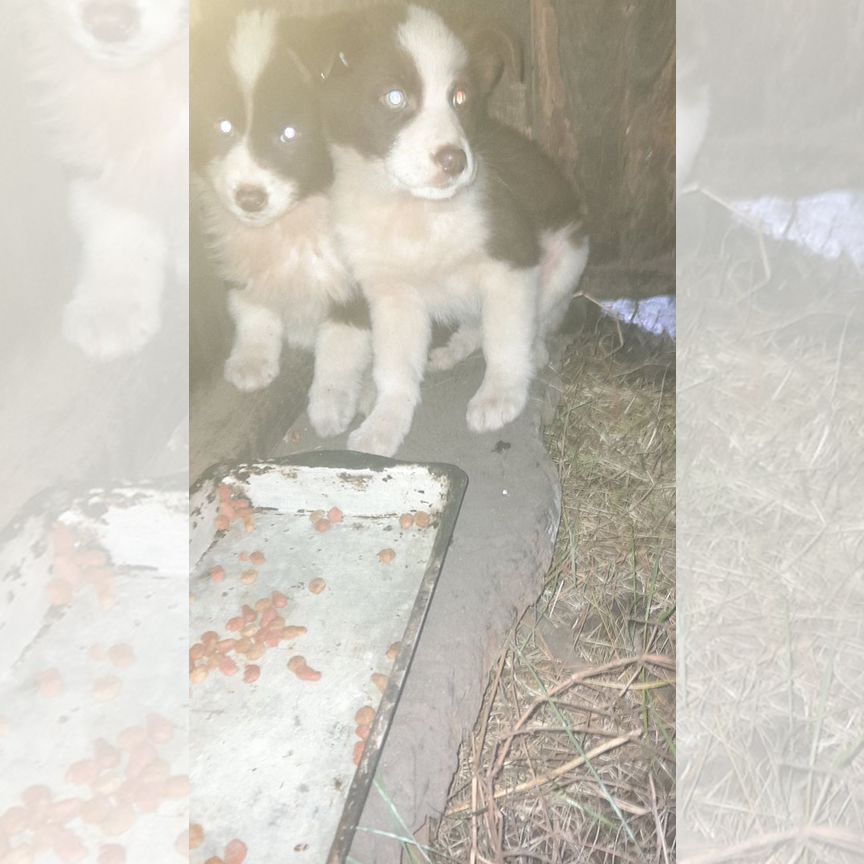 Щенок в добрые руки