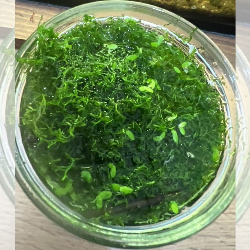 Водоросли дл аквариума