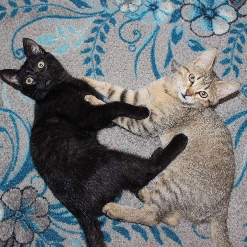 Котята в добрые руки бесплатно