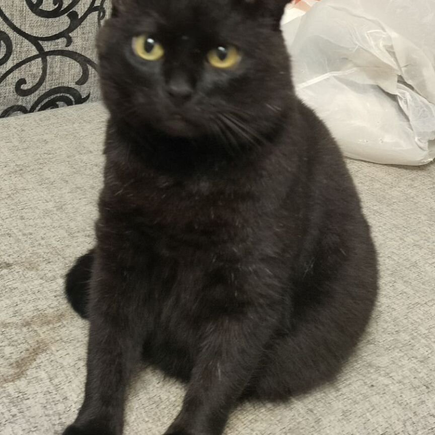 Взрослый кот в добрые руки