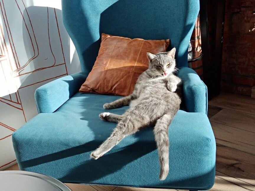 Котик Сафьян