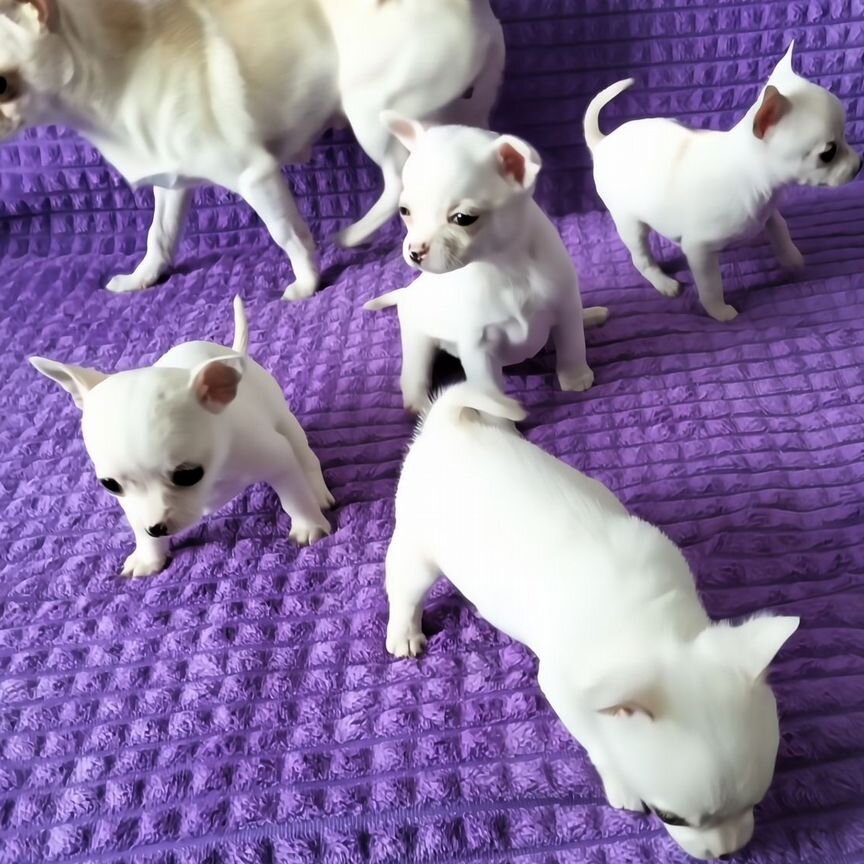 Чихуахуа, щенок