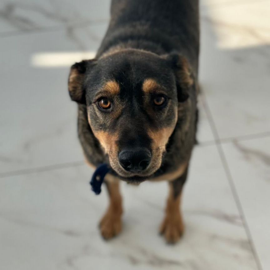 Булли ищет дом