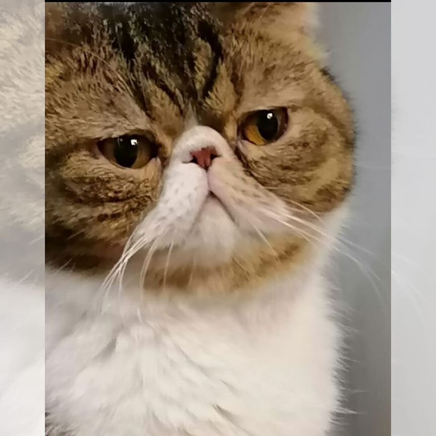 Экзотический кот