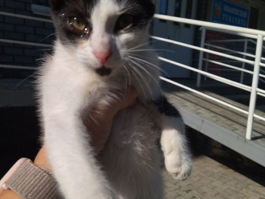 Котенок ищет дом