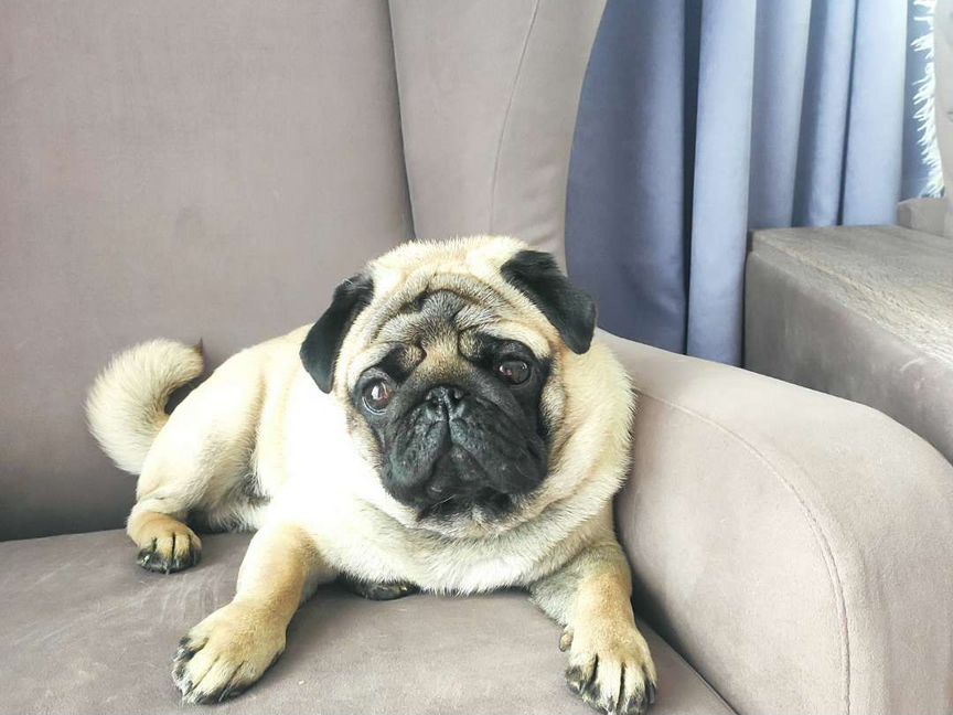 Случка собак