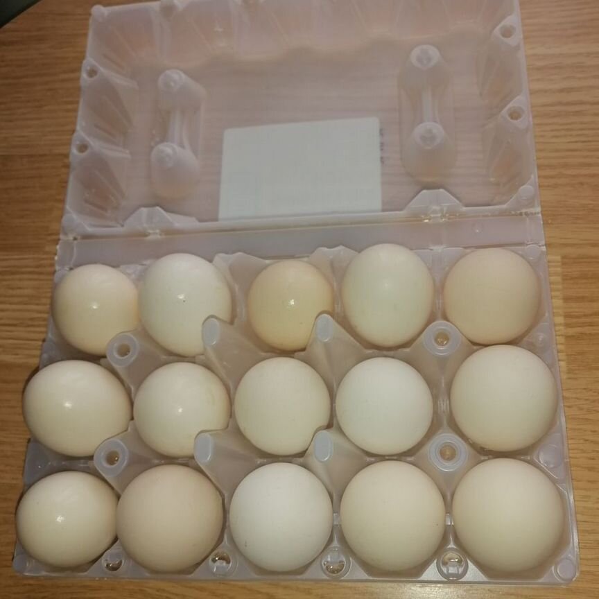 Пушкинская порода кур