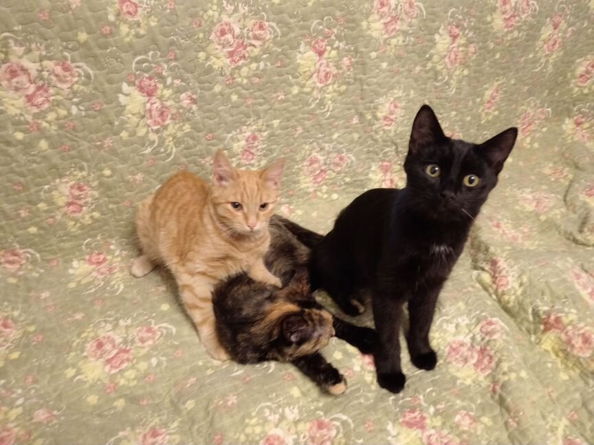 Котята